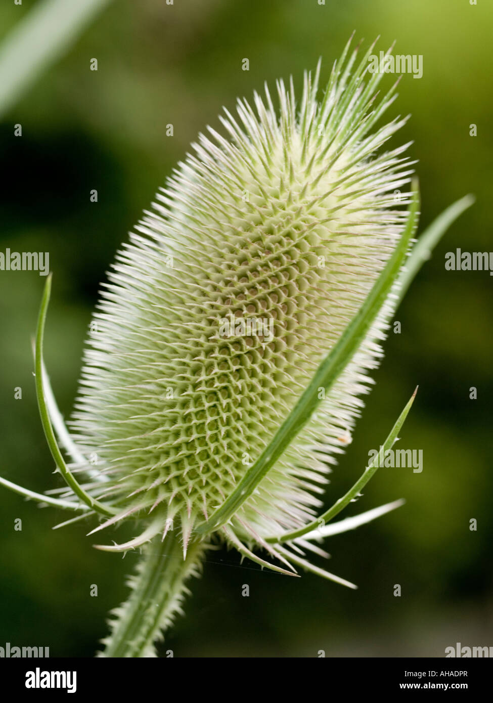 Flower seed head Stock Photo - Alamy