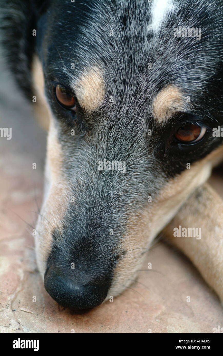 Sad dog face hi-res stock photography and images - Alamy