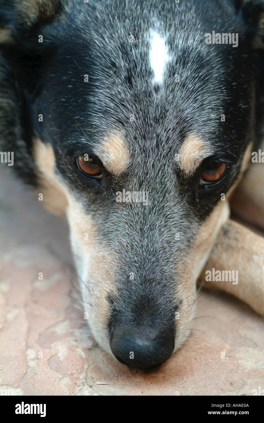 Sad pets hi-res stock photography and images - Alamy
