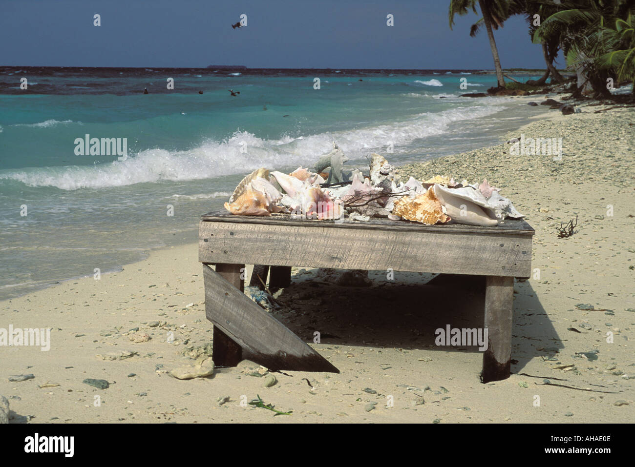 Palms And Shells High Resolution Stock Photography and Images - Alamy