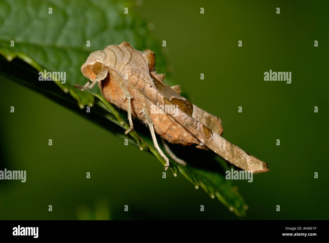 Angle Shades moth, Pholgophora meticulosa, Wales, UK Stock Photo - Alamy