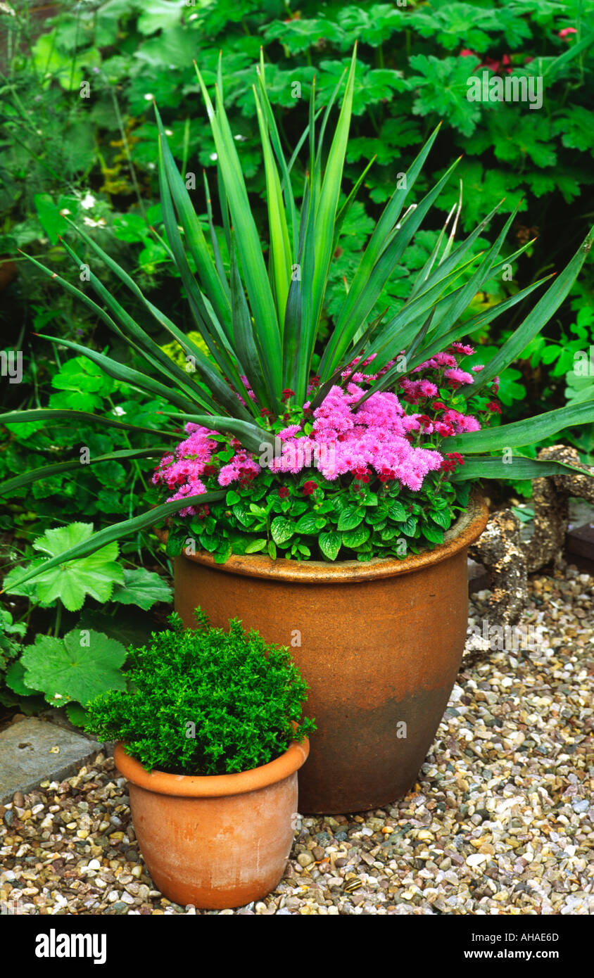 Garden border hebe hi-res stock photography and images - Alamy