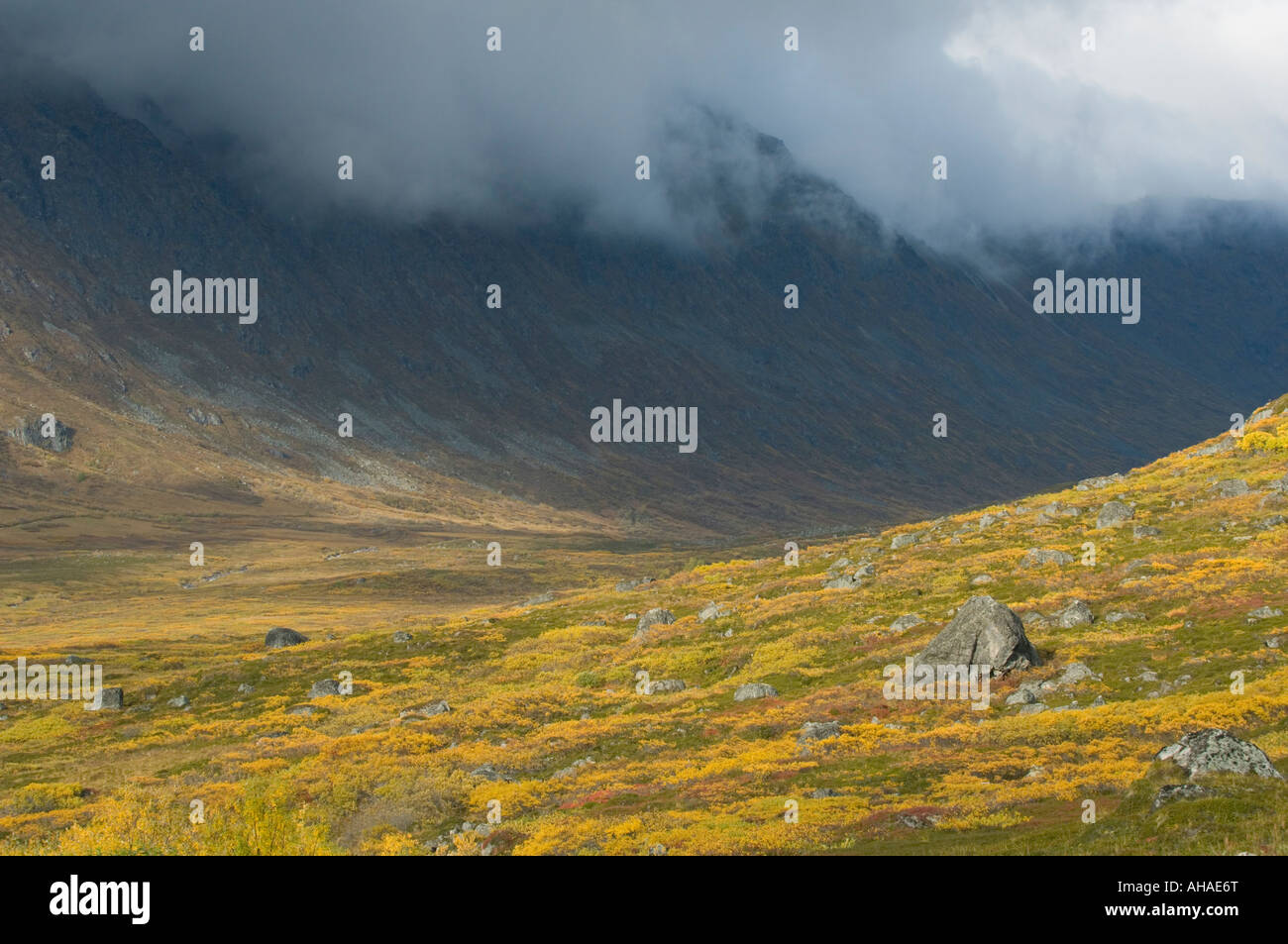 Alpine tundra below Hatcher Pass, Talkeetna Mountains, Alaska September ...