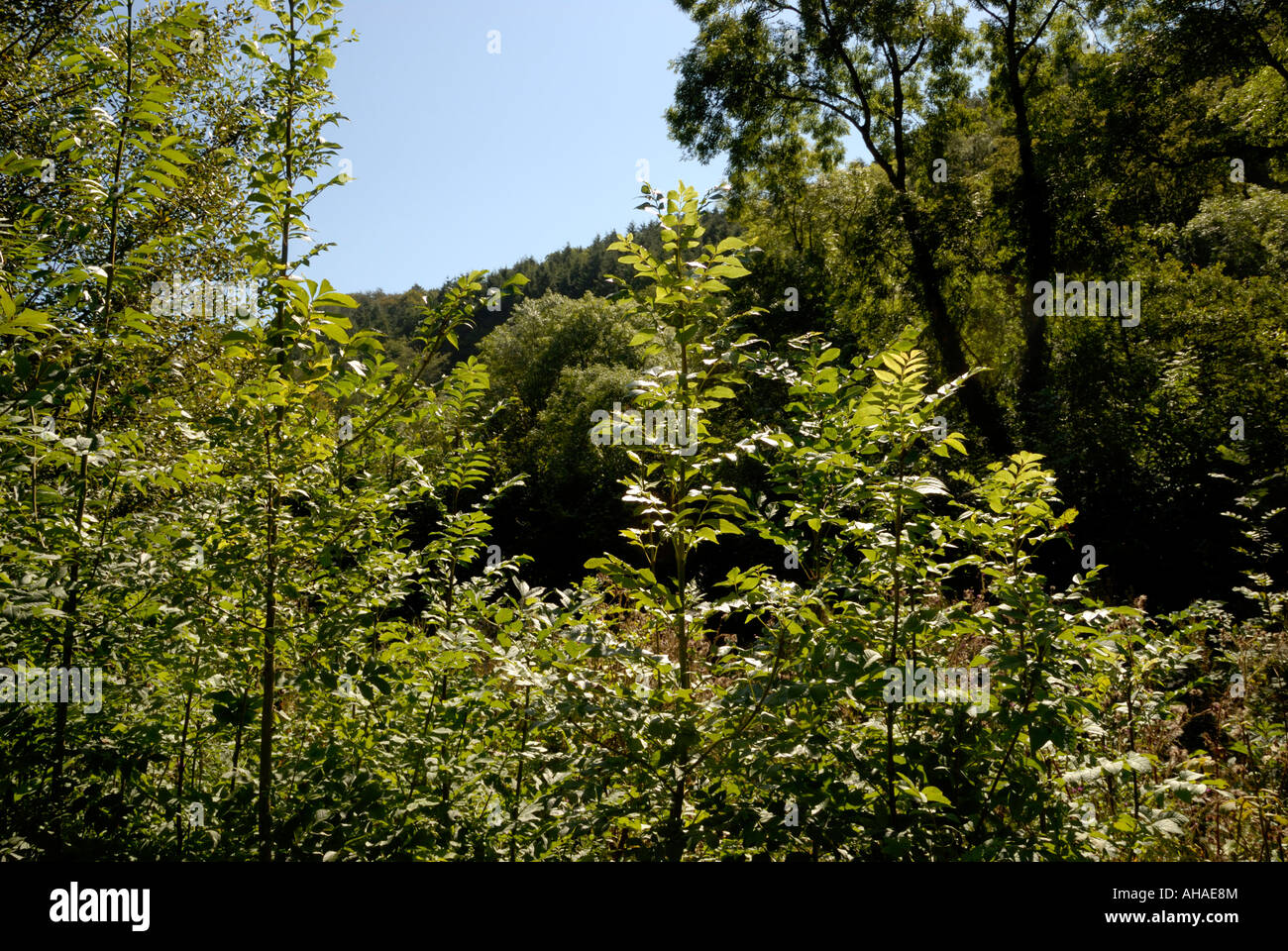 Natural regeneration of Ash trees, Fraxinus excelsior on open ground in ...