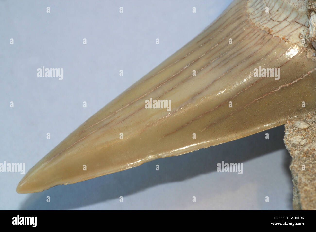 Sharkstooth hi-res stock photography and images - Alamy