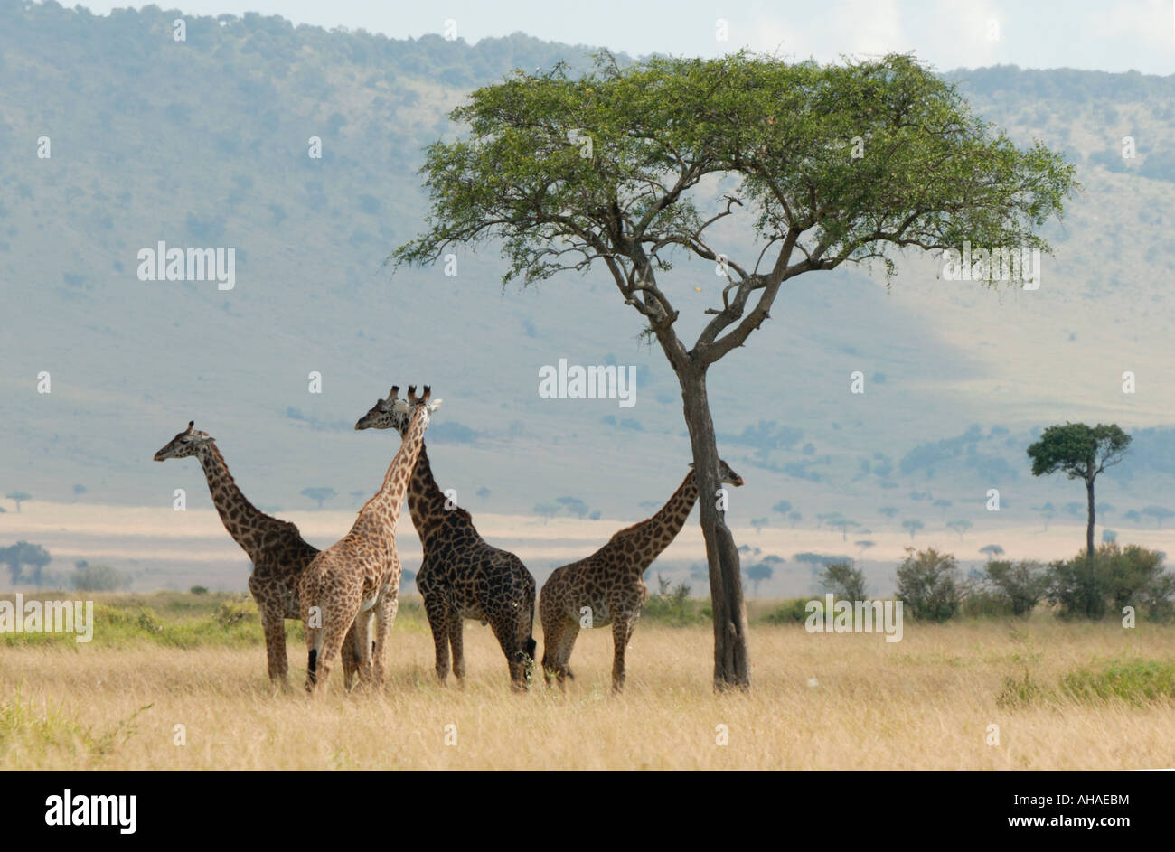 Four Masai or Common Giraffe in the Masai Mara National Reserve Kenya ...
