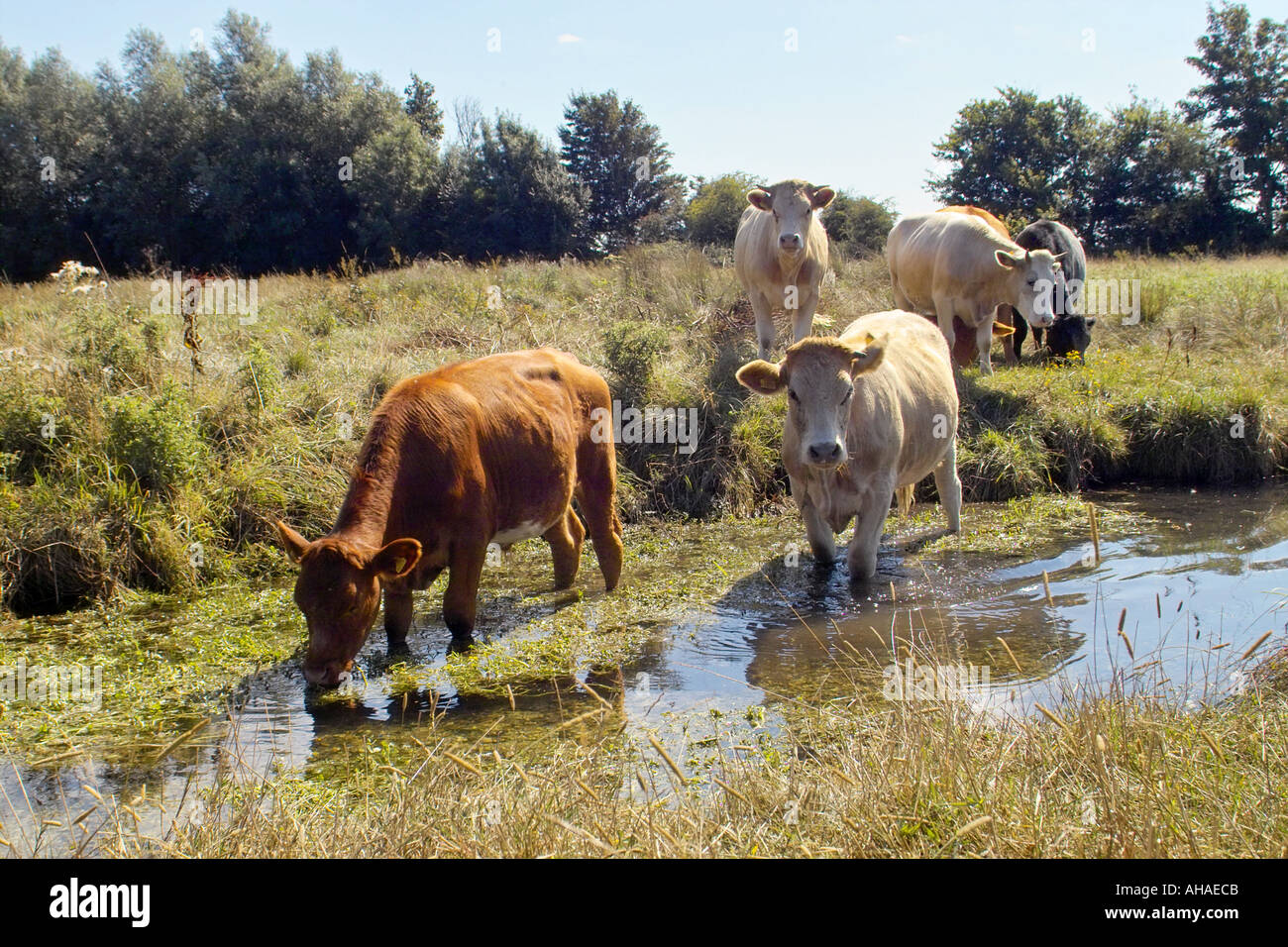 Cattle in stream Sussex England UK Stock Photo - Alamy