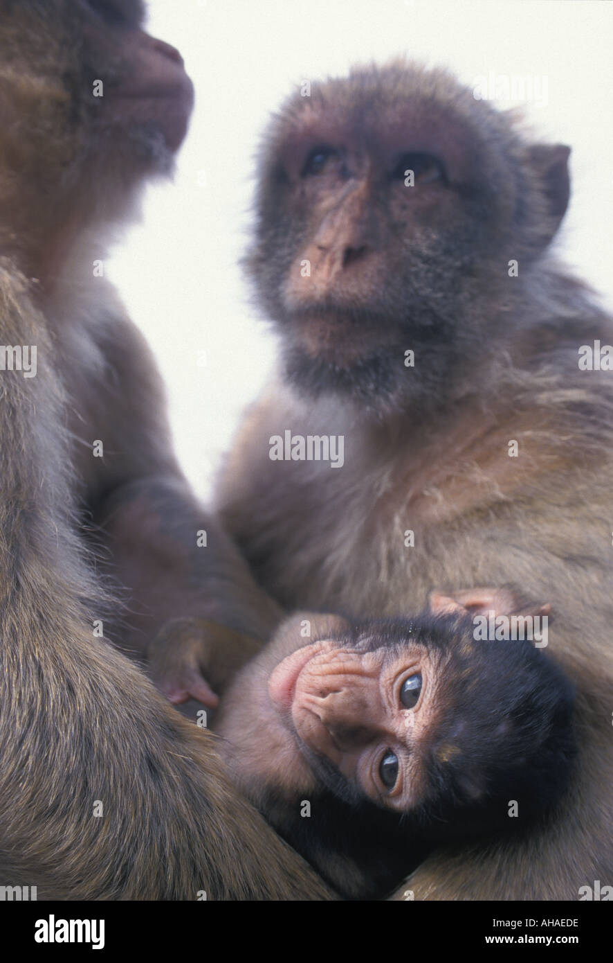 Macaques hugging hi-res stock photography and images - Alamy