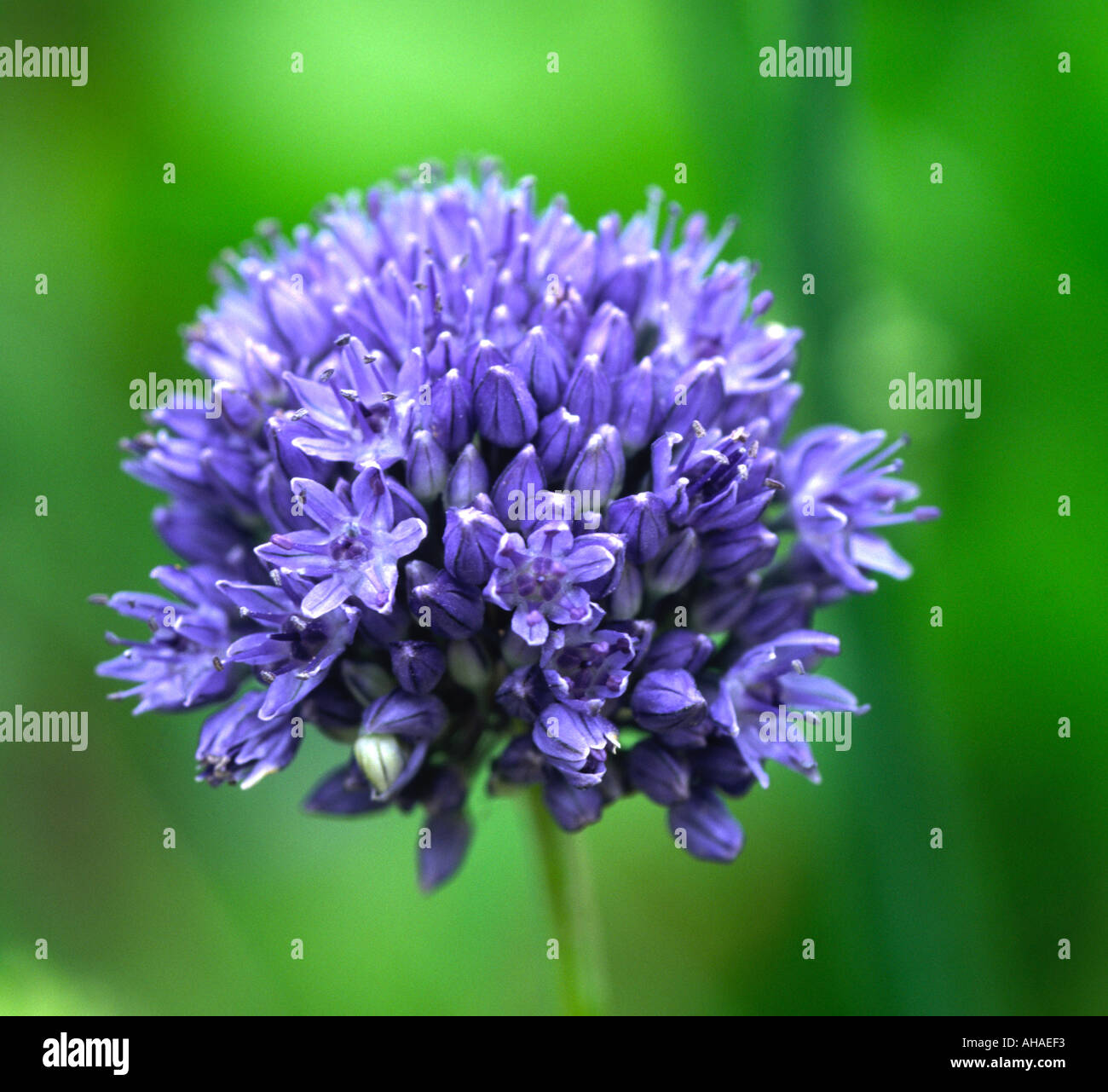 Blue Allium Allium Caeruleum High Resolution Stock Photography and ...