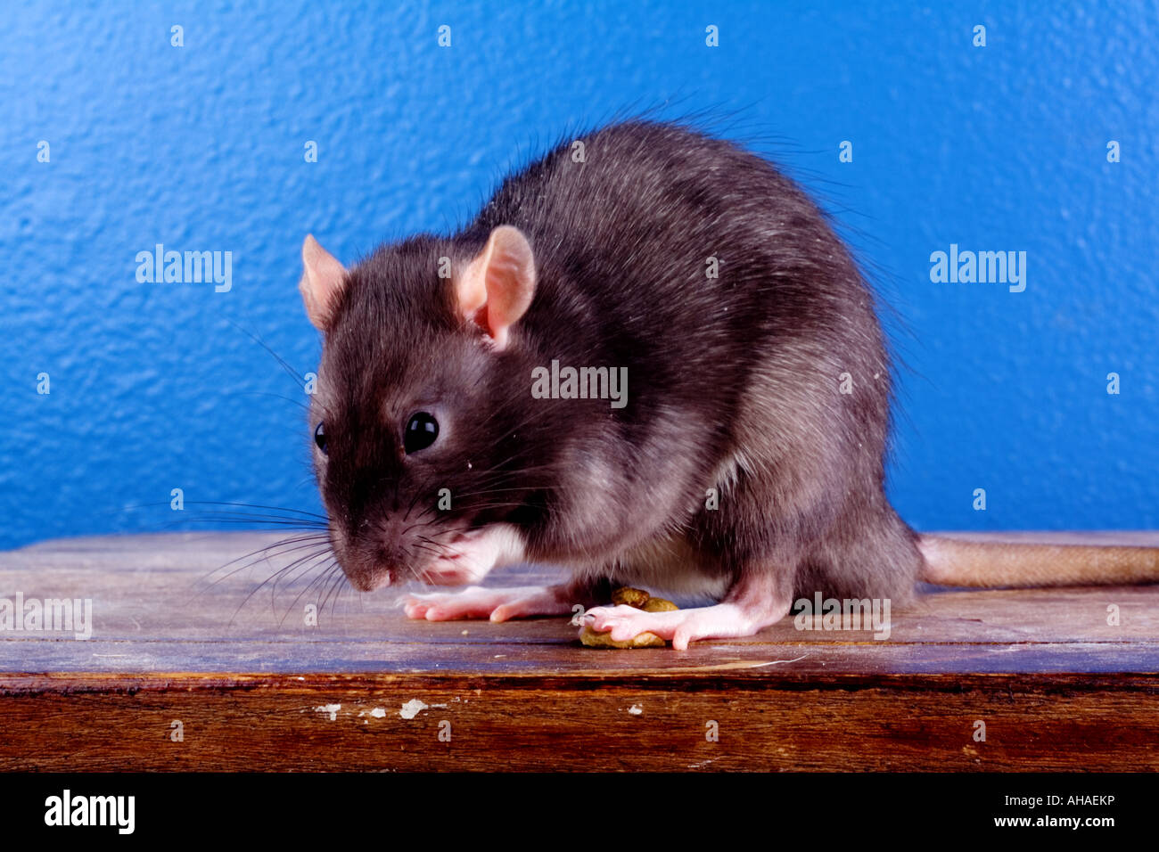 Grey rat hi-res stock photography and images - Alamy
