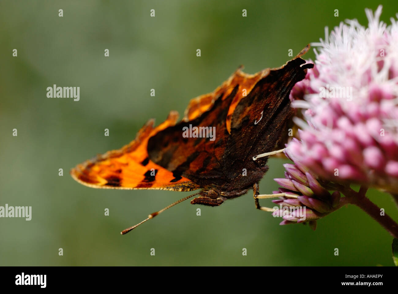 Insects side view hi-res stock photography and images - Alamy