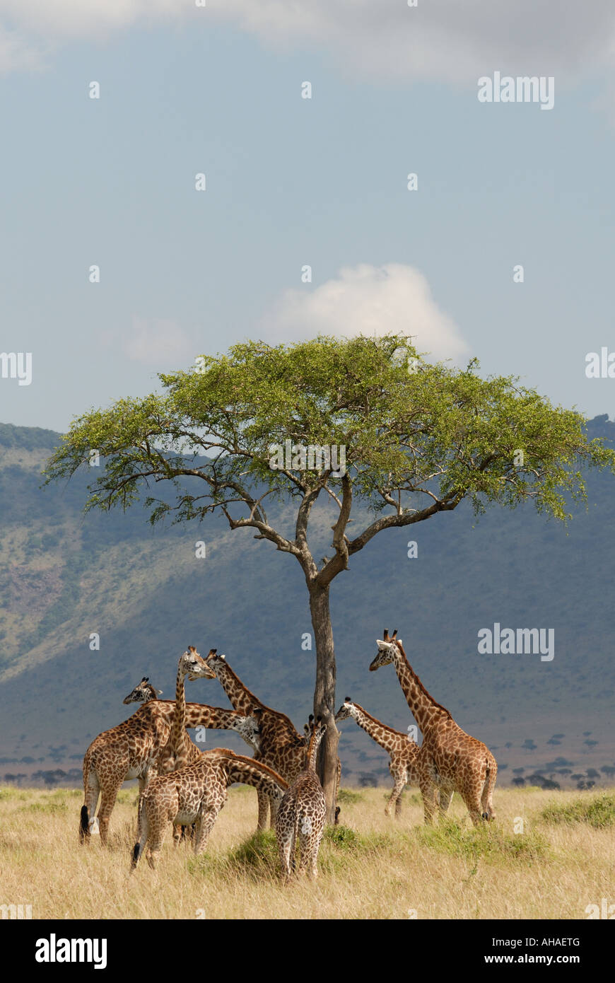 Oloololo escarpment and masai mara hi-res stock photography and images ...