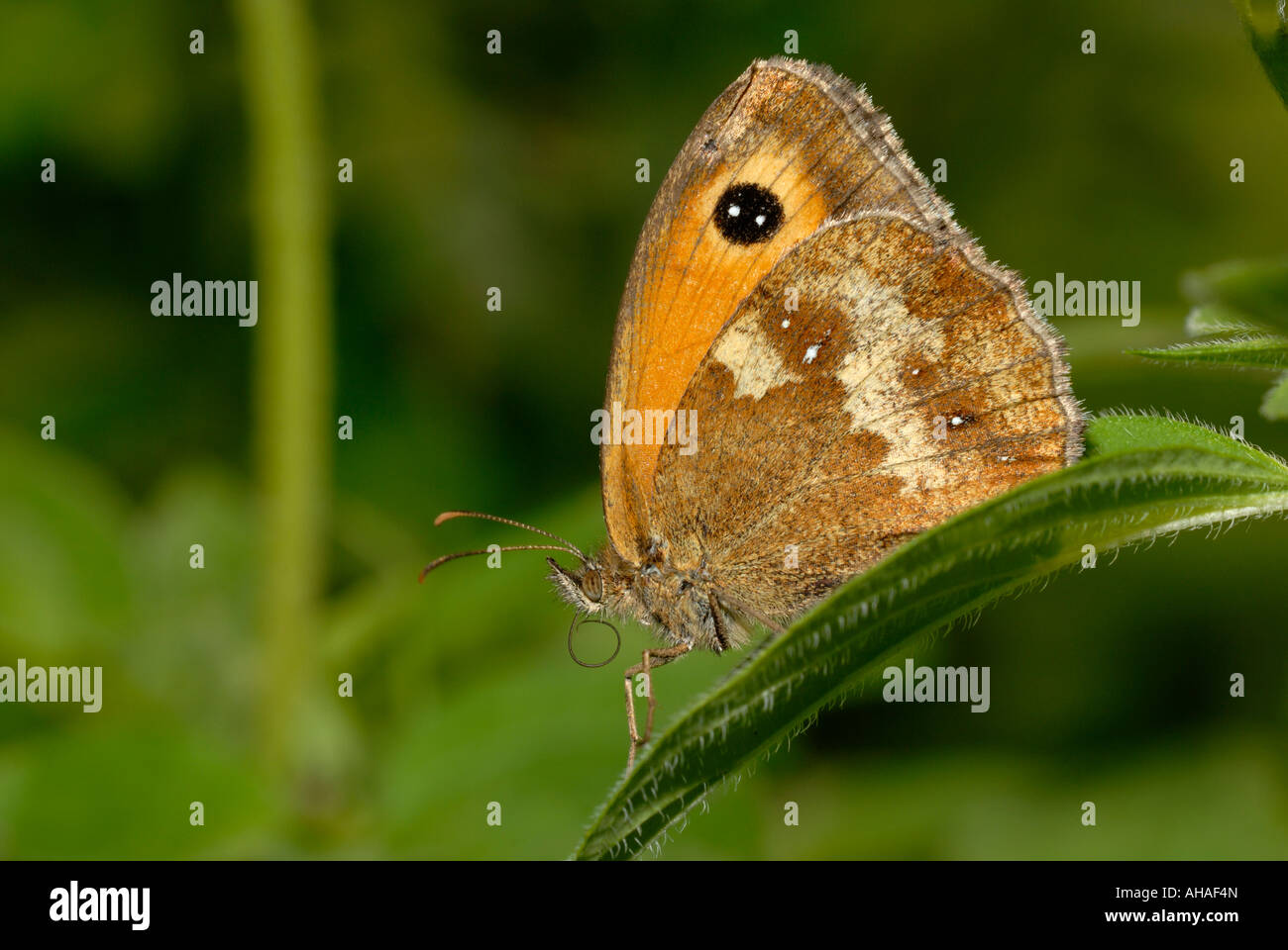 Coiled Proboscis High Resolution Stock Photography and Images - Alamy