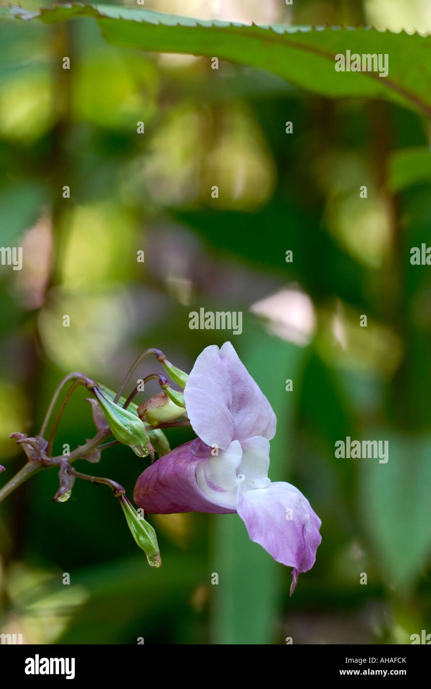 Himalayan Balsam, Impatiens glandulifera, an invasive, alien, riverside ...