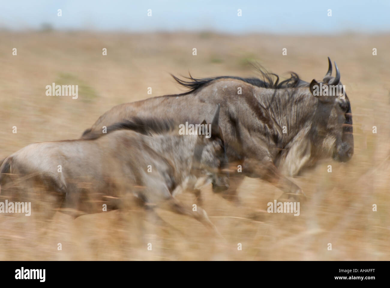 A female Wildebeest with its six 6 month old calf galloping at its side ...
