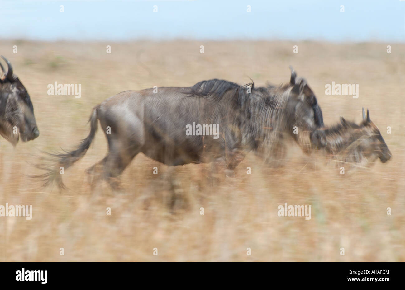 Female wildebeest hi-res stock photography and images - Alamy