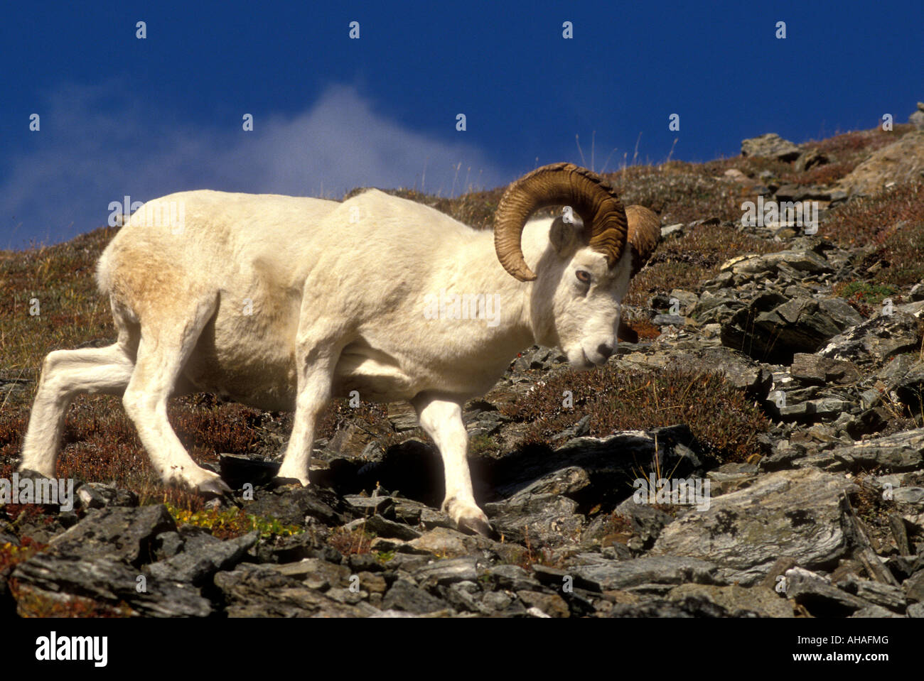How Do Rams Climb High