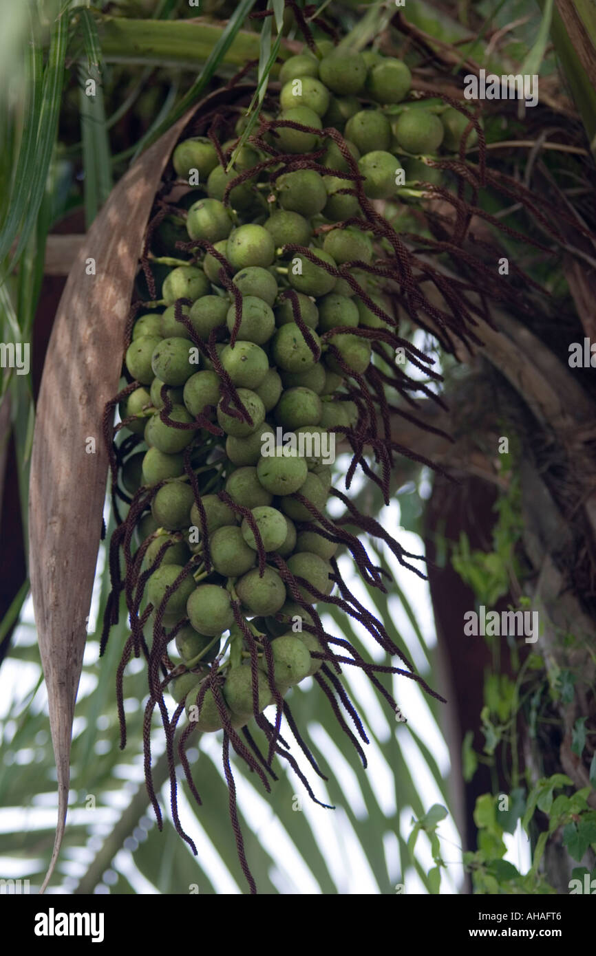 Corozo palm hi-res stock photography and images - Alamy
