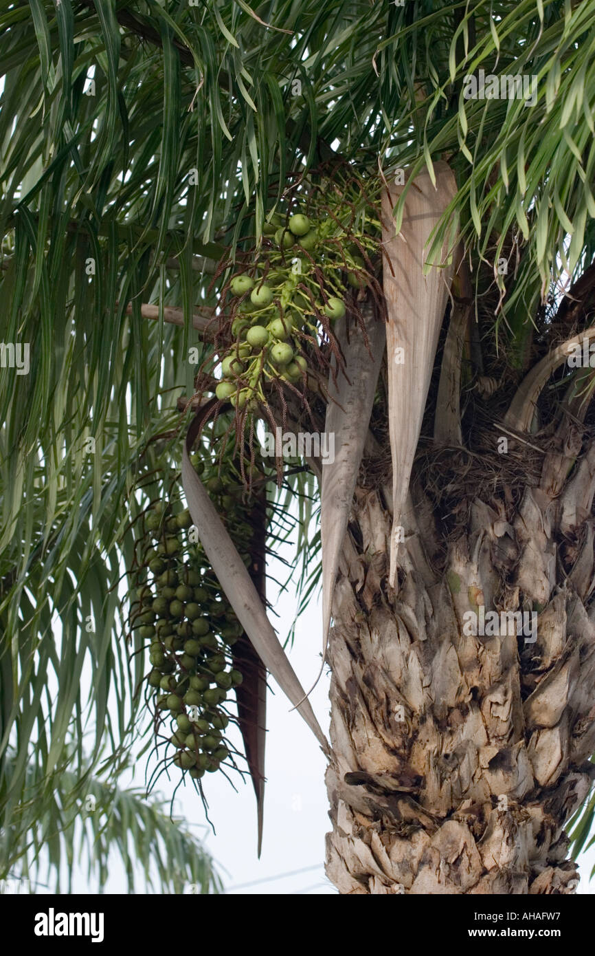Corozo palm hi-res stock photography and images - Alamy