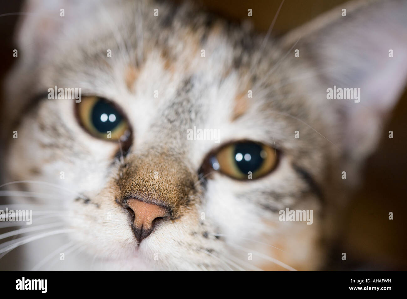 Kitten focus hi-res stock photography and images - Alamy