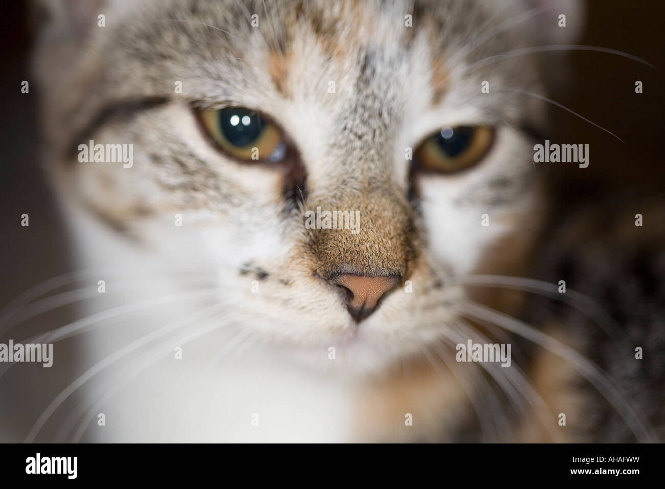 Calico kitten,close-up of face, nose in focus Stock Photo - Alamy