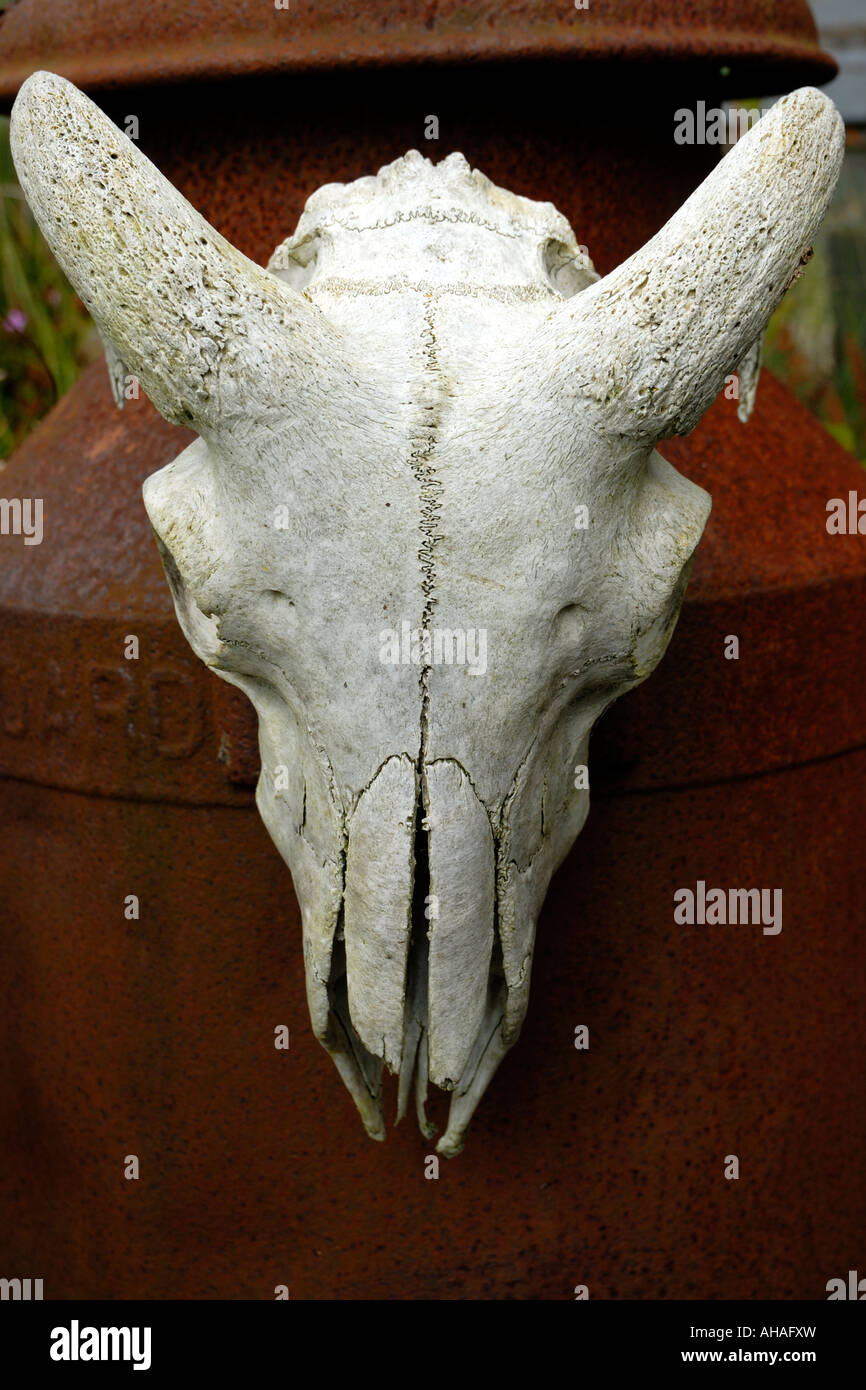 Ram's skull hanging on a rusty milk churn Stock Photo - Alamy