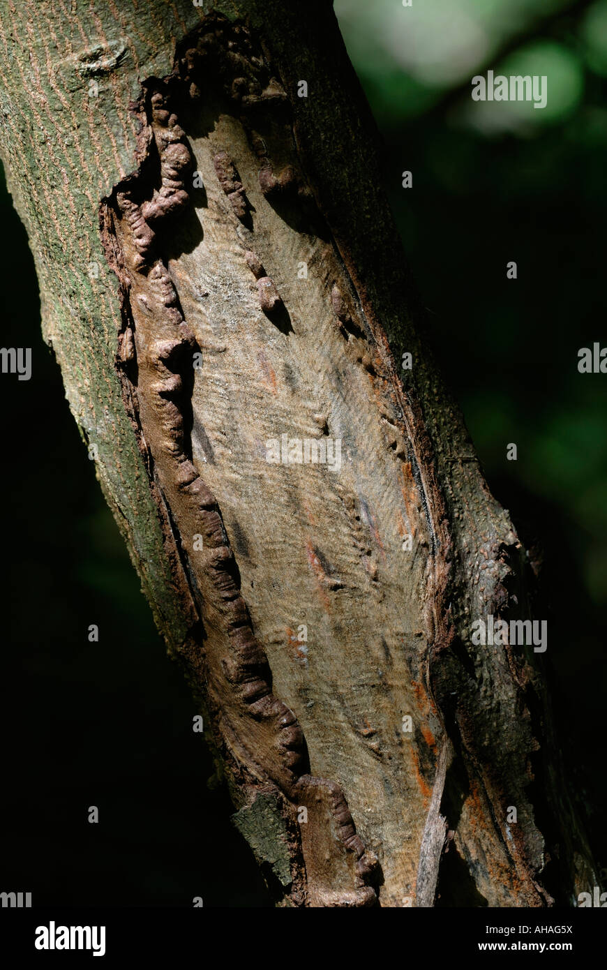 Squirrel damage on Sycamore tree, Wales, UK Stock Photo - Alamy