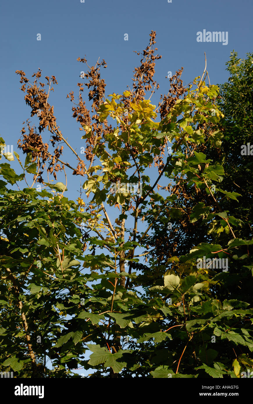 Squirrel damage hi-res stock photography and images - Alamy