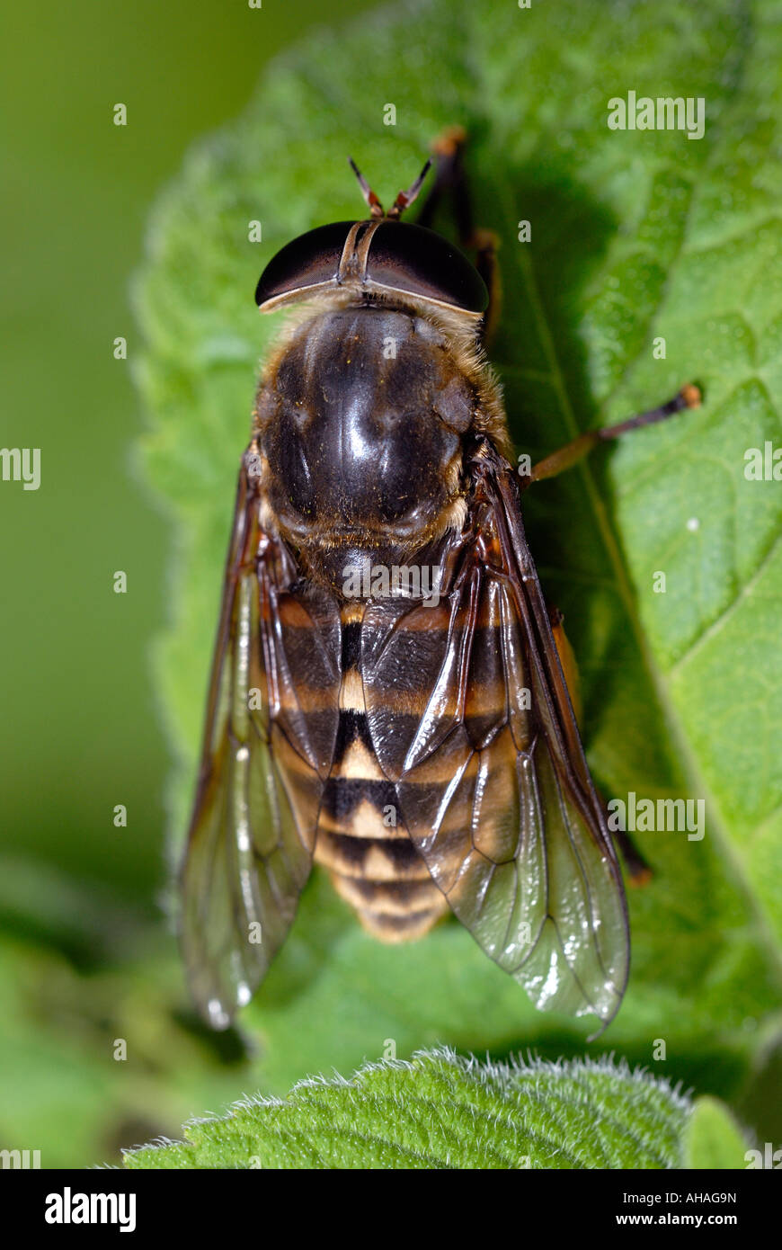 Tabanus sudeticus, the largest British Horsefly, Wales, UK Stock Photo ...