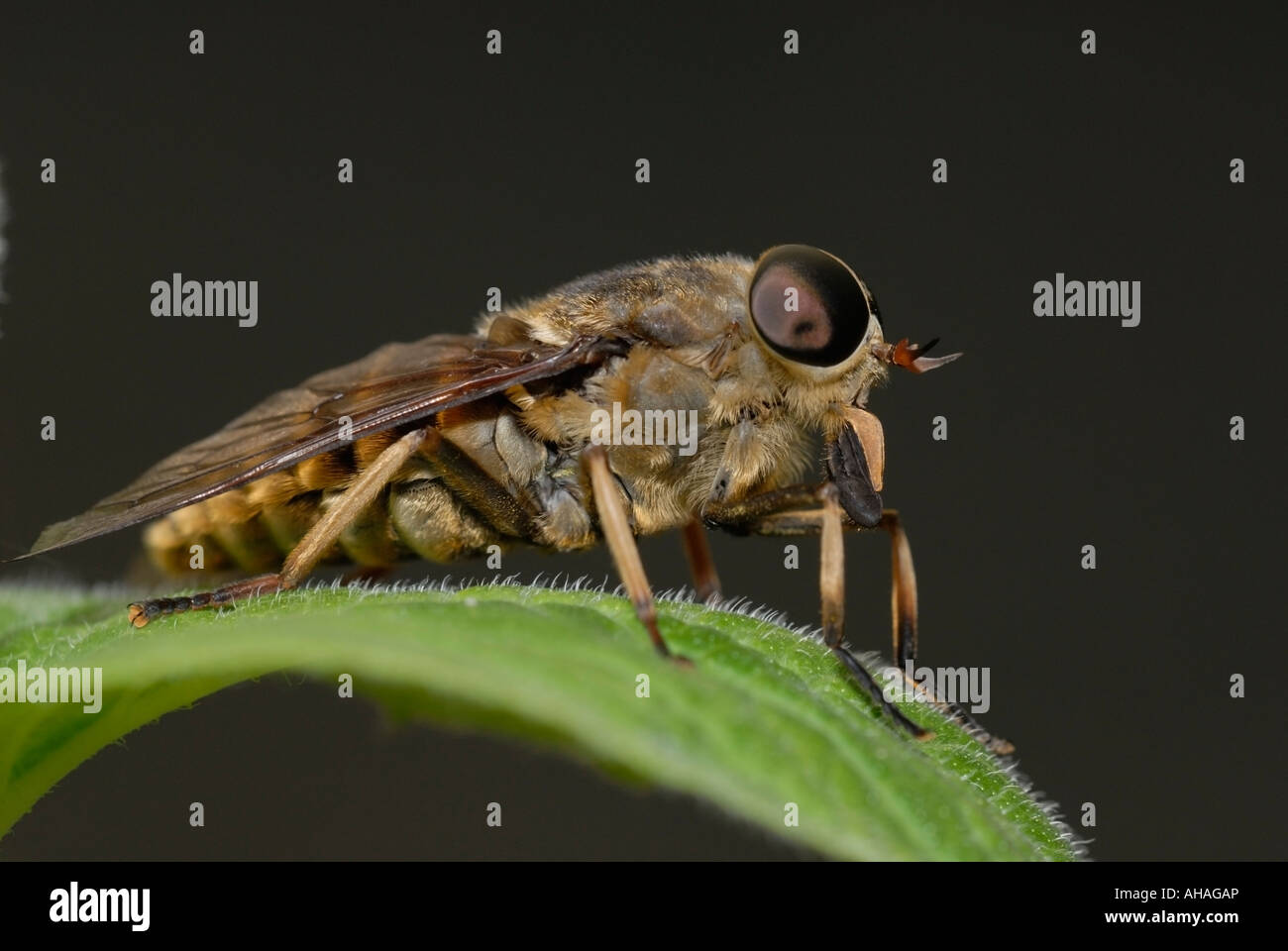Tabanus sudeticus, the largest British Horsefly, Wales, UK Stock Photo ...