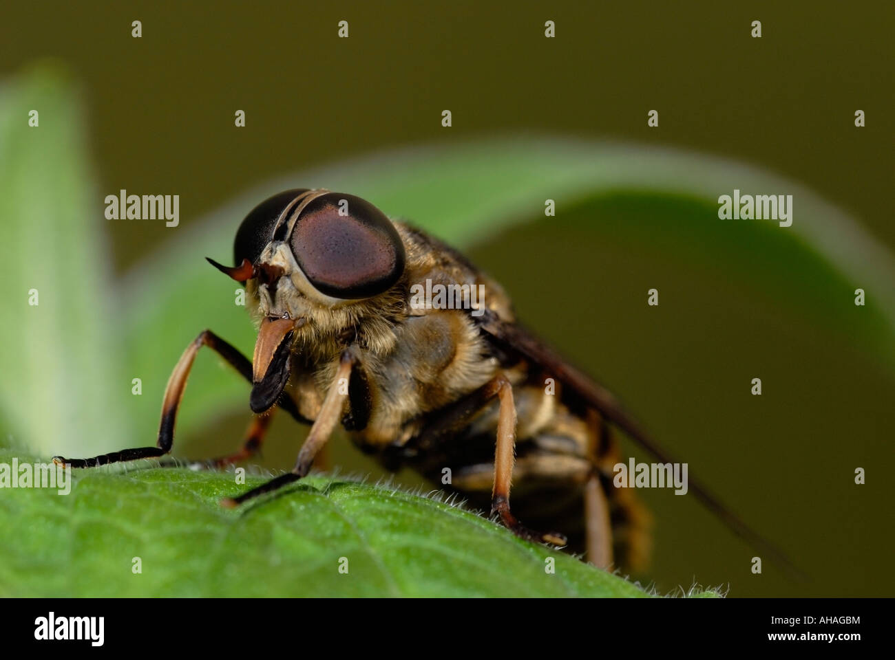 British horsefly hi-res stock photography and images - Alamy