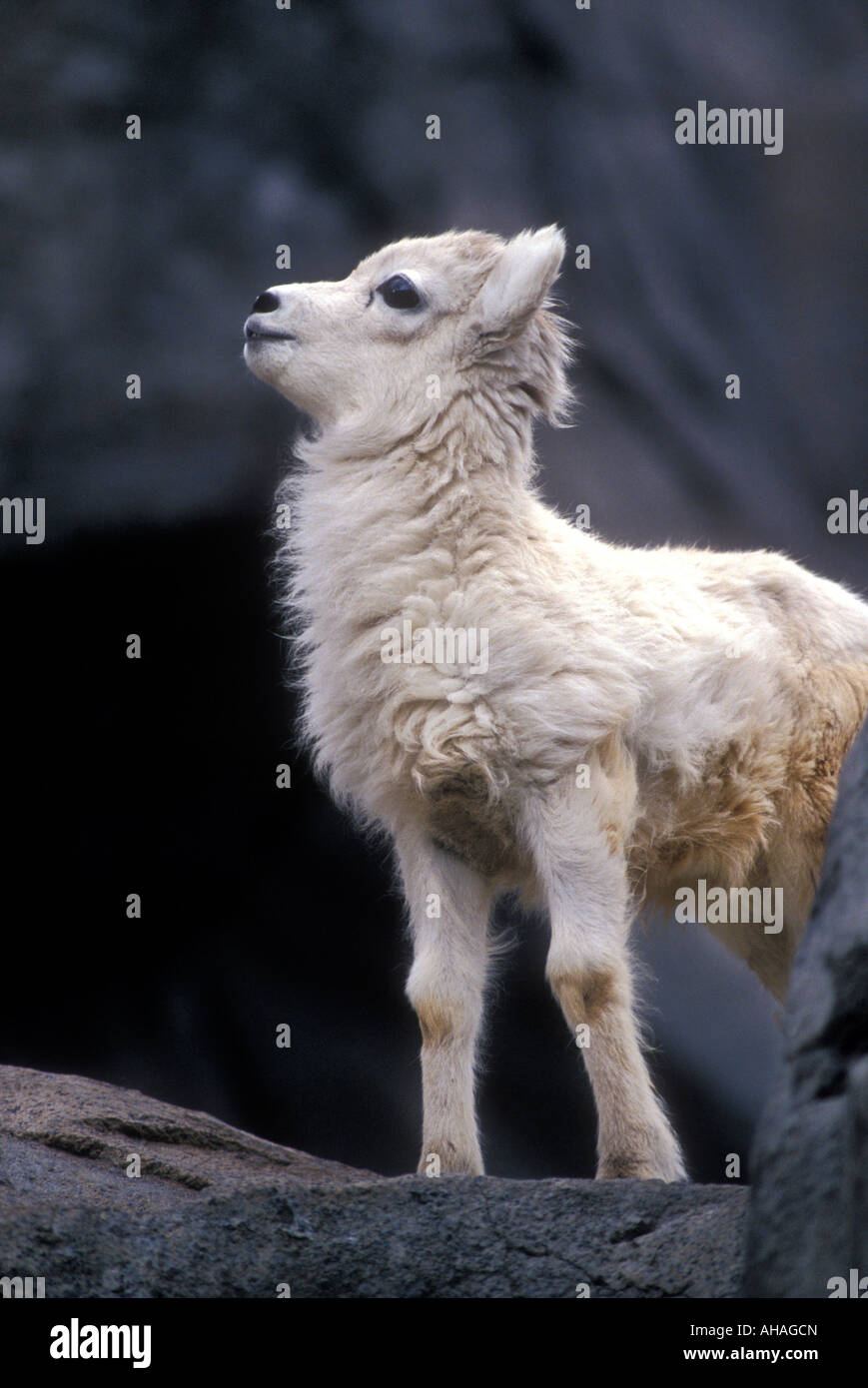 MS2-70CLOSE-UP OF A DALL SHEEP LAMB Stock Photo - Alamy