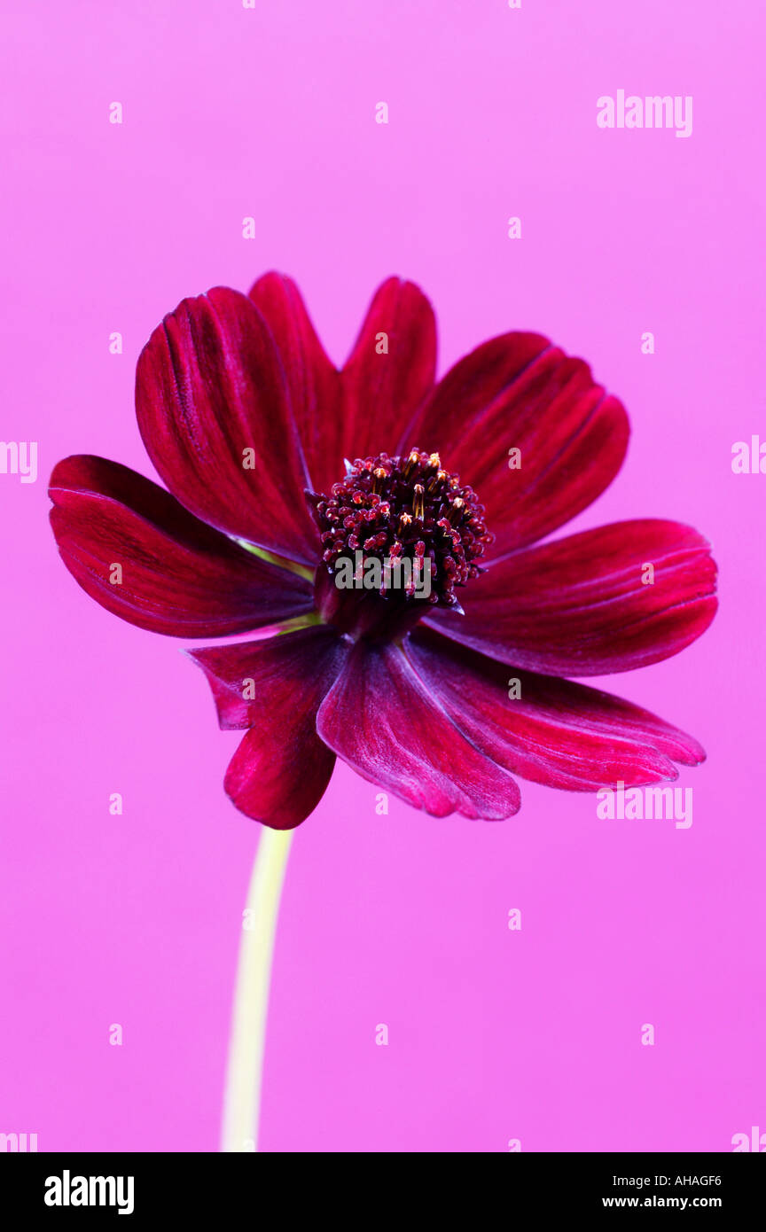 Chocolate cosmos cosmos atrosanguineus Stock Photo - Alamy