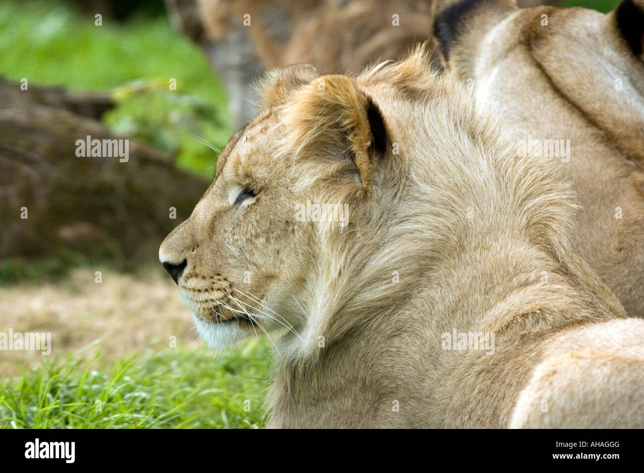 A young male lion relaxing at Longleat Safari park,Wiltshire England ...