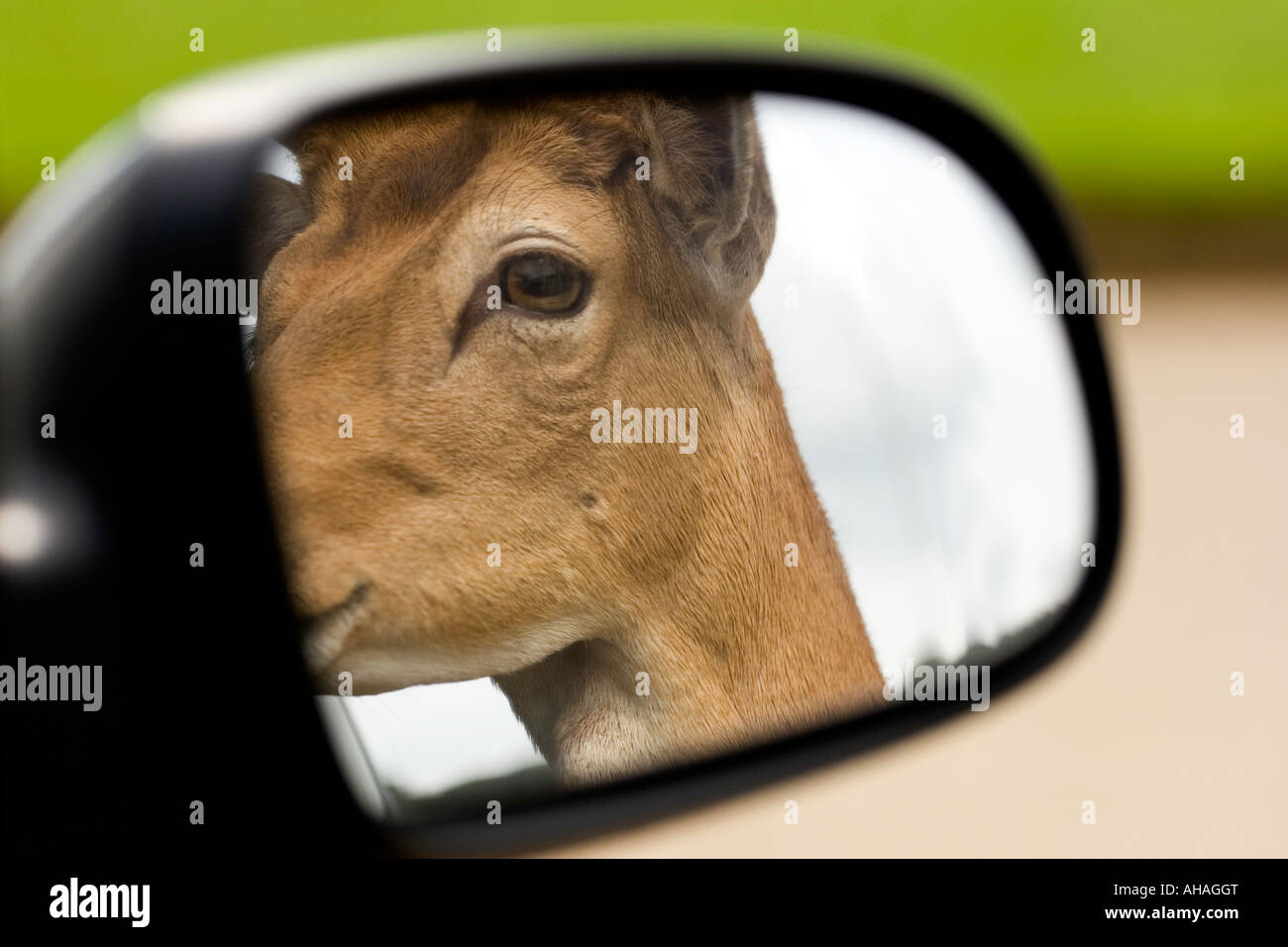 Reflection of a deer in the wing mirror Stock Photo - Alamy