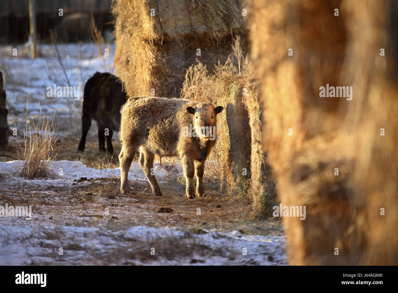 Urial sheep hi-res stock photography and images - Alamy