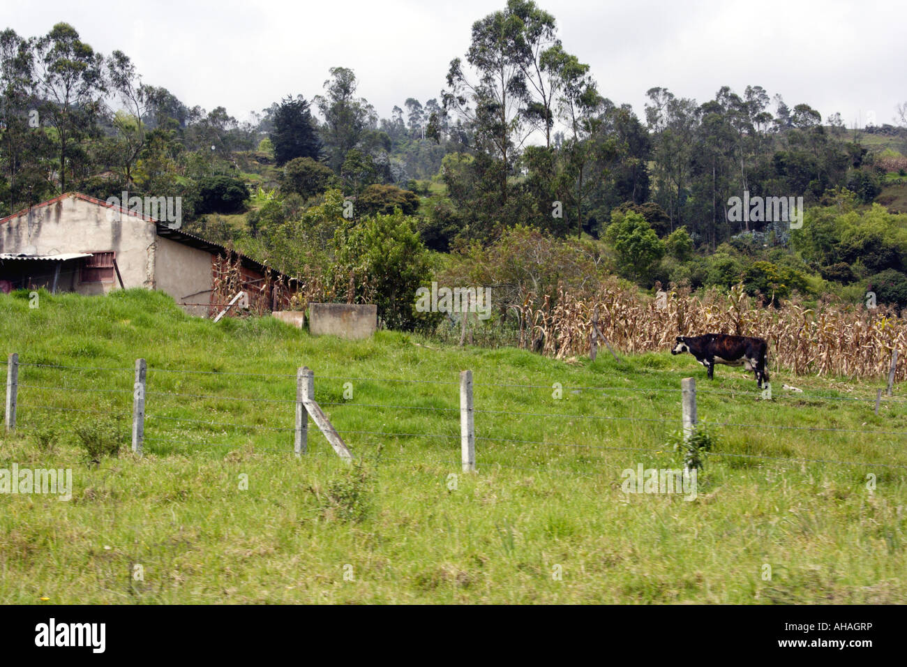 Cow in a Colombian Field Stock Photo - Alamy