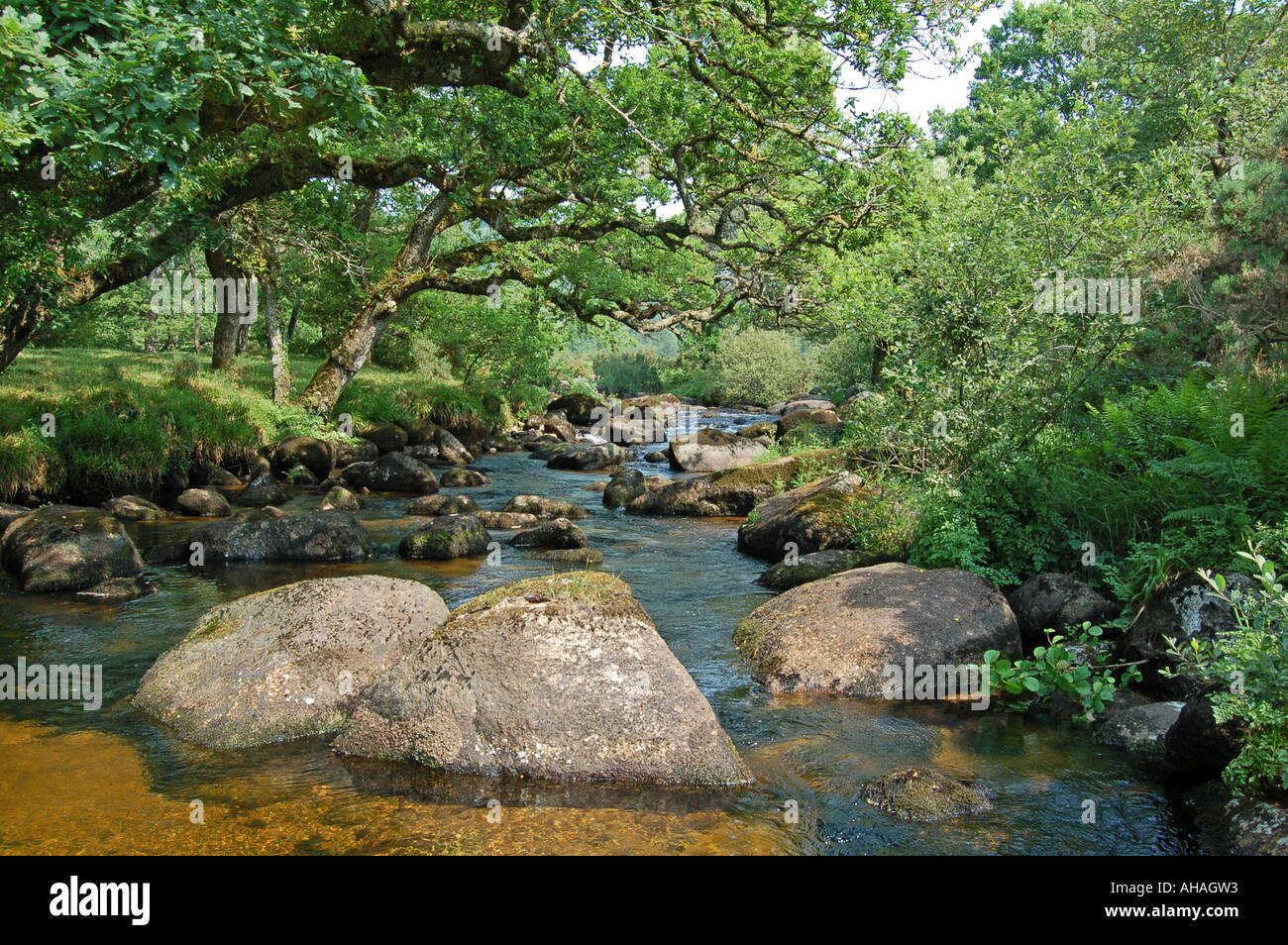 River Dart at Dartmeet, Dartmoor, England Stock Photo - Alamy