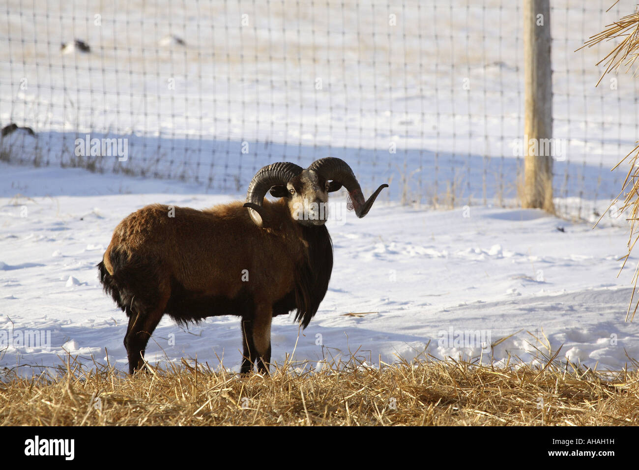 Long neck sheep hi-res stock photography and images - Alamy