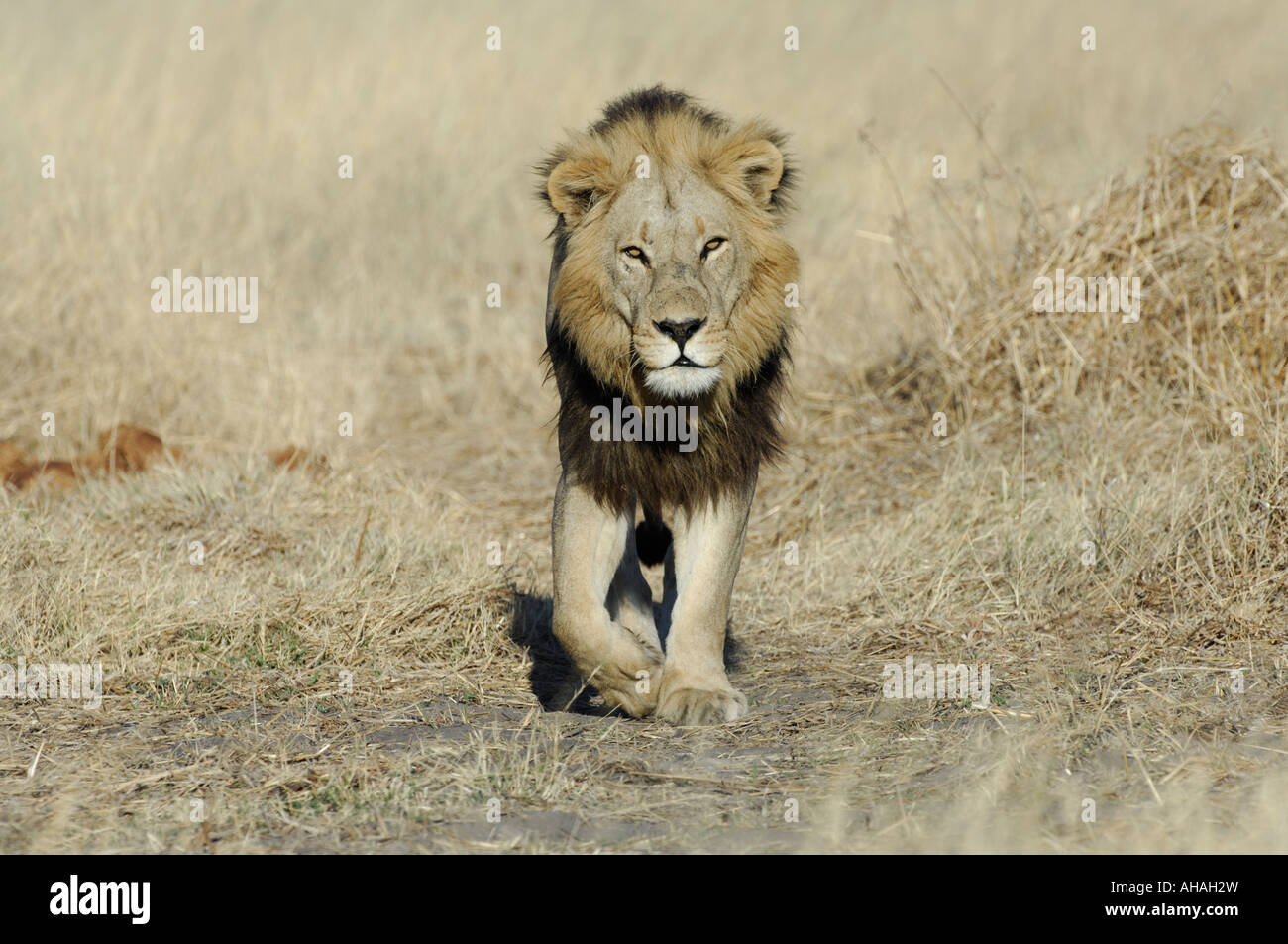 Male Lion Walking Stock Photo - Alamy Male Lion Walking Stock Photo - Alamy