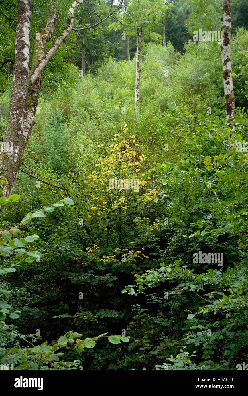 Natural regeneration of Birch trees with residual ash and conifer ...