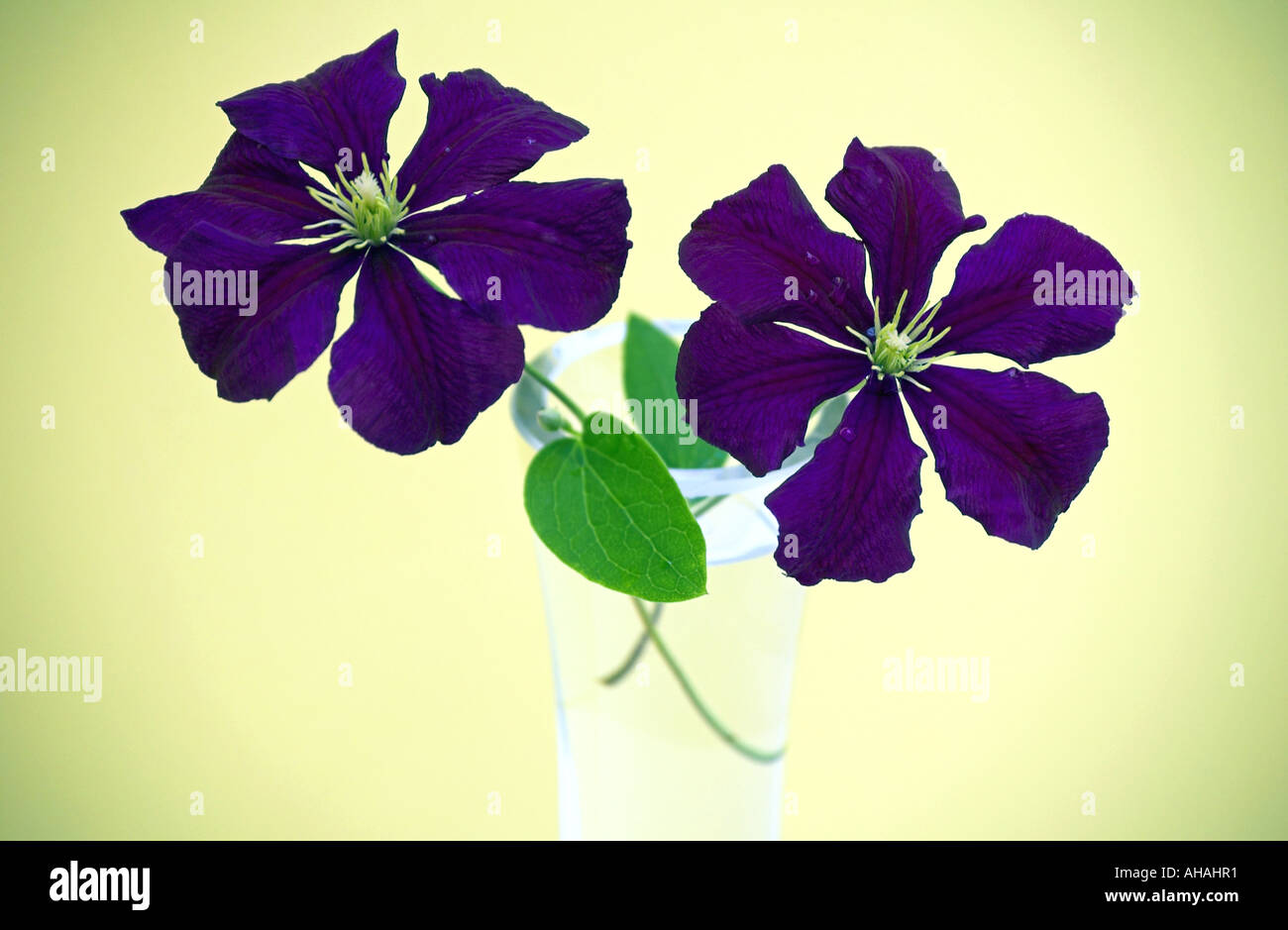 Still life of purple Clematis Radiance flowers in a glass vase Stock ...