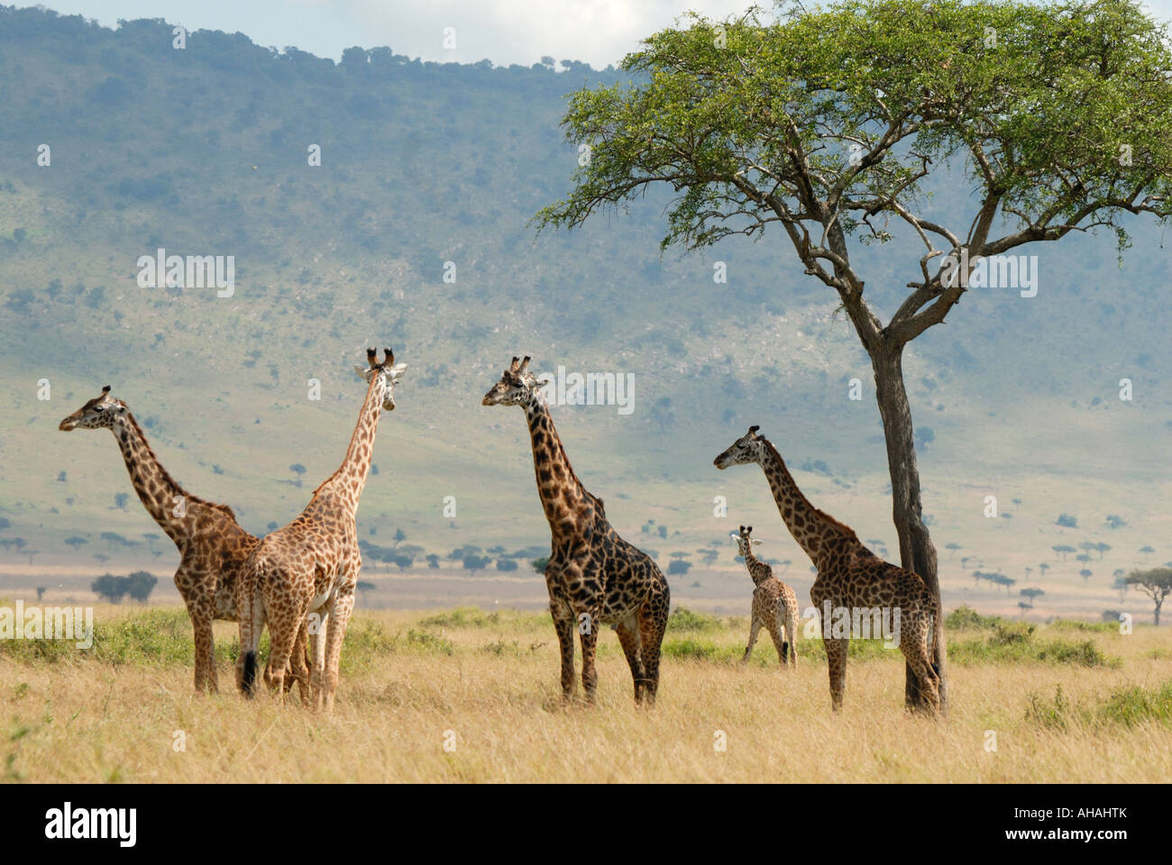 Five Masai or Common Giraffe in the Masai Mara National Reserve Kenya ...