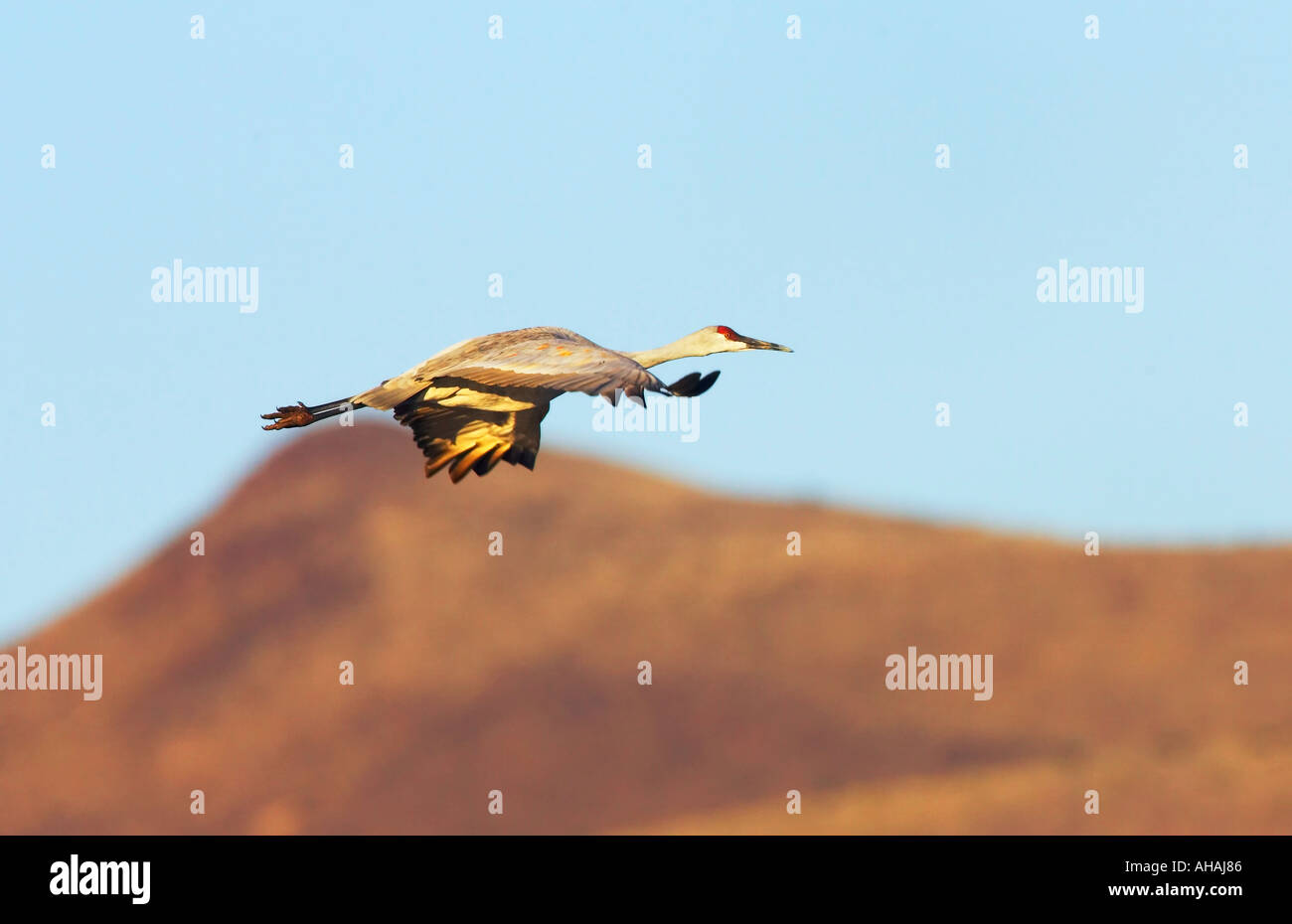 Sand hill crane in hi-res stock photography and images - Alamy