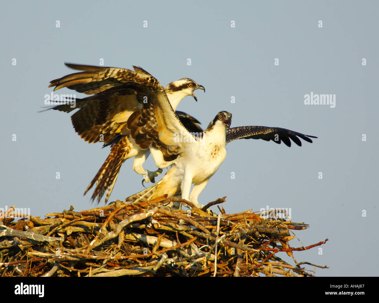 Ospreys Fighting On Nest Stock Photo - Alamy