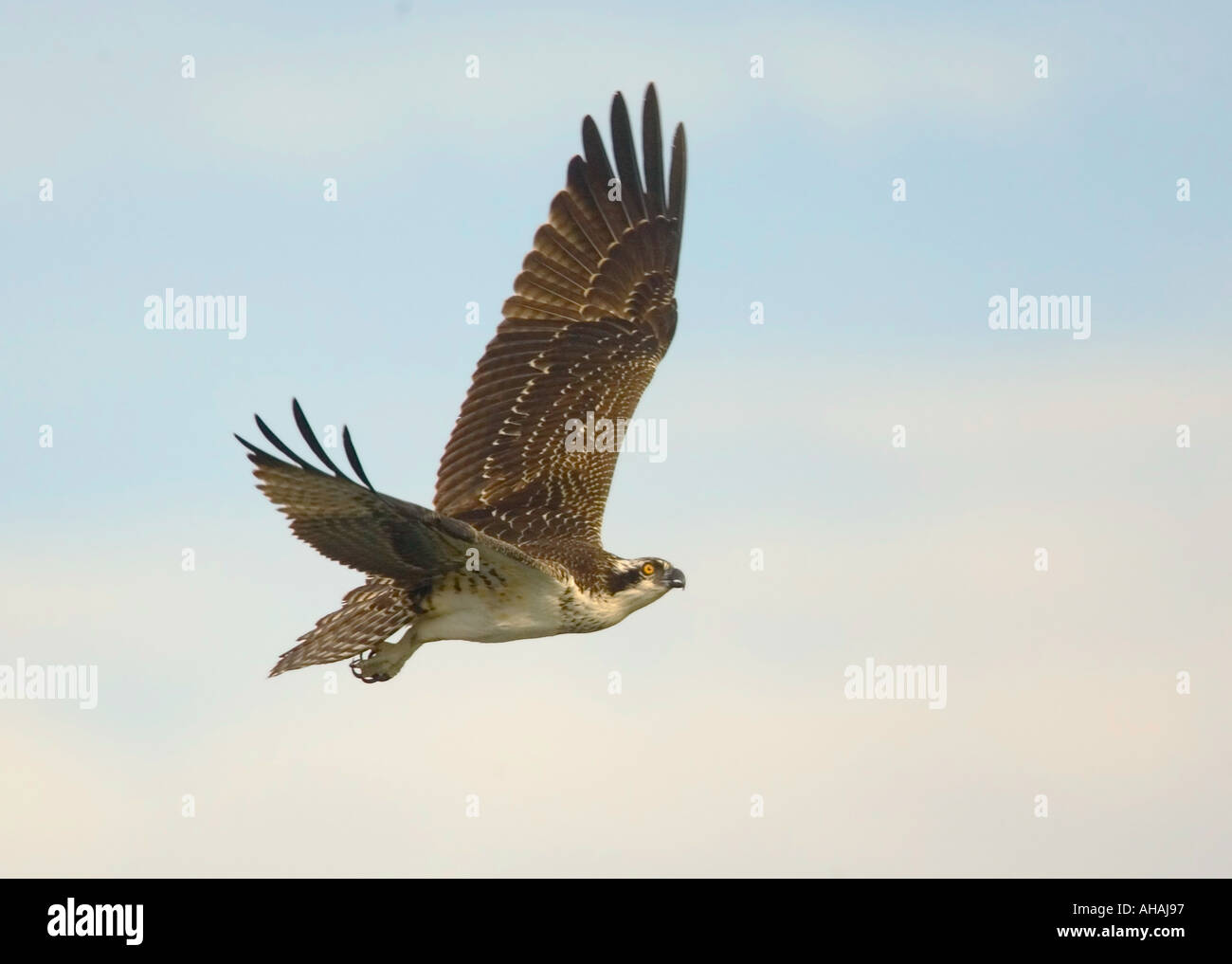 Osprey in Flight Stock Photo - Alamy
