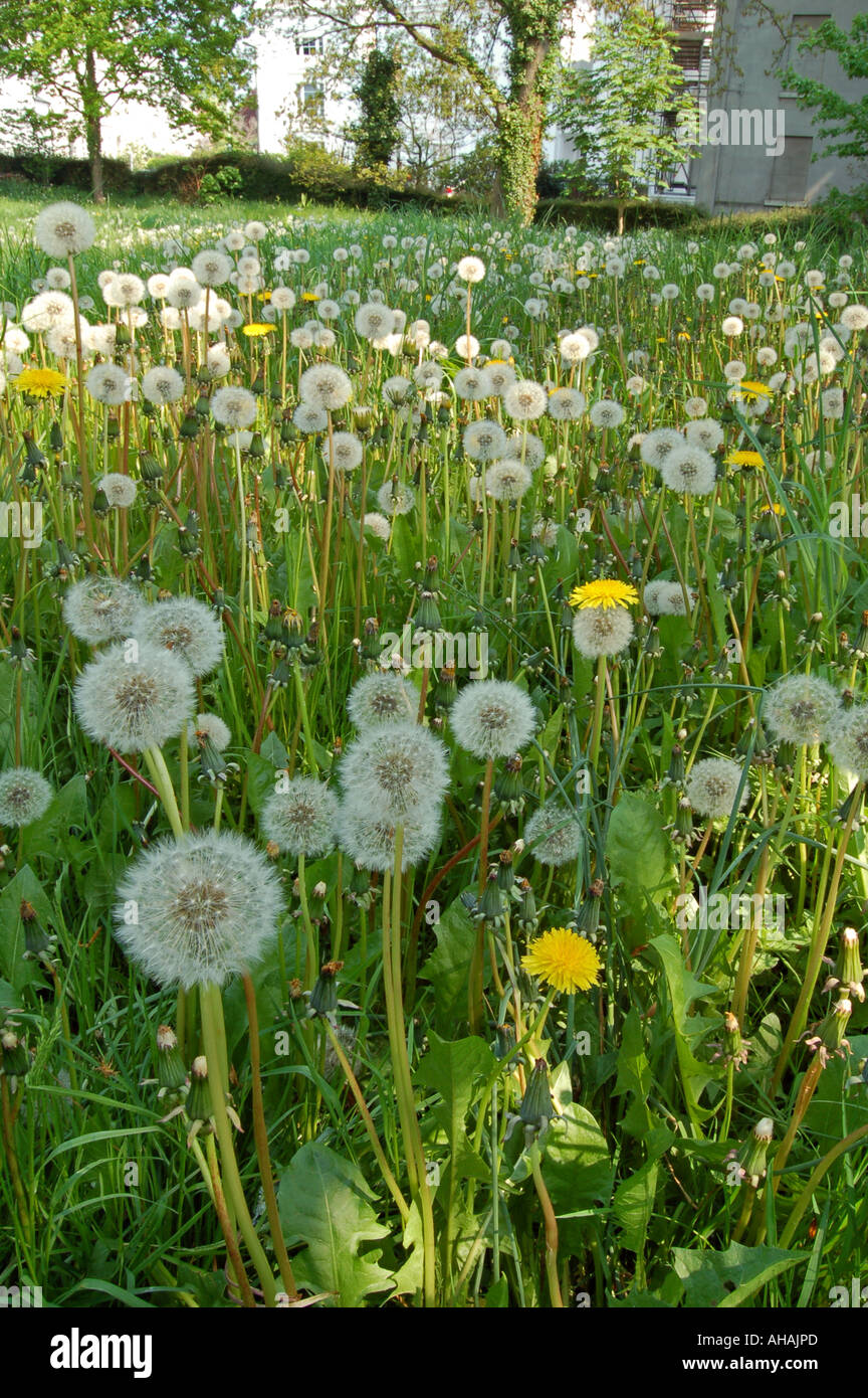 Meadow of Dandelion clocks Stock Photo - Alamy
