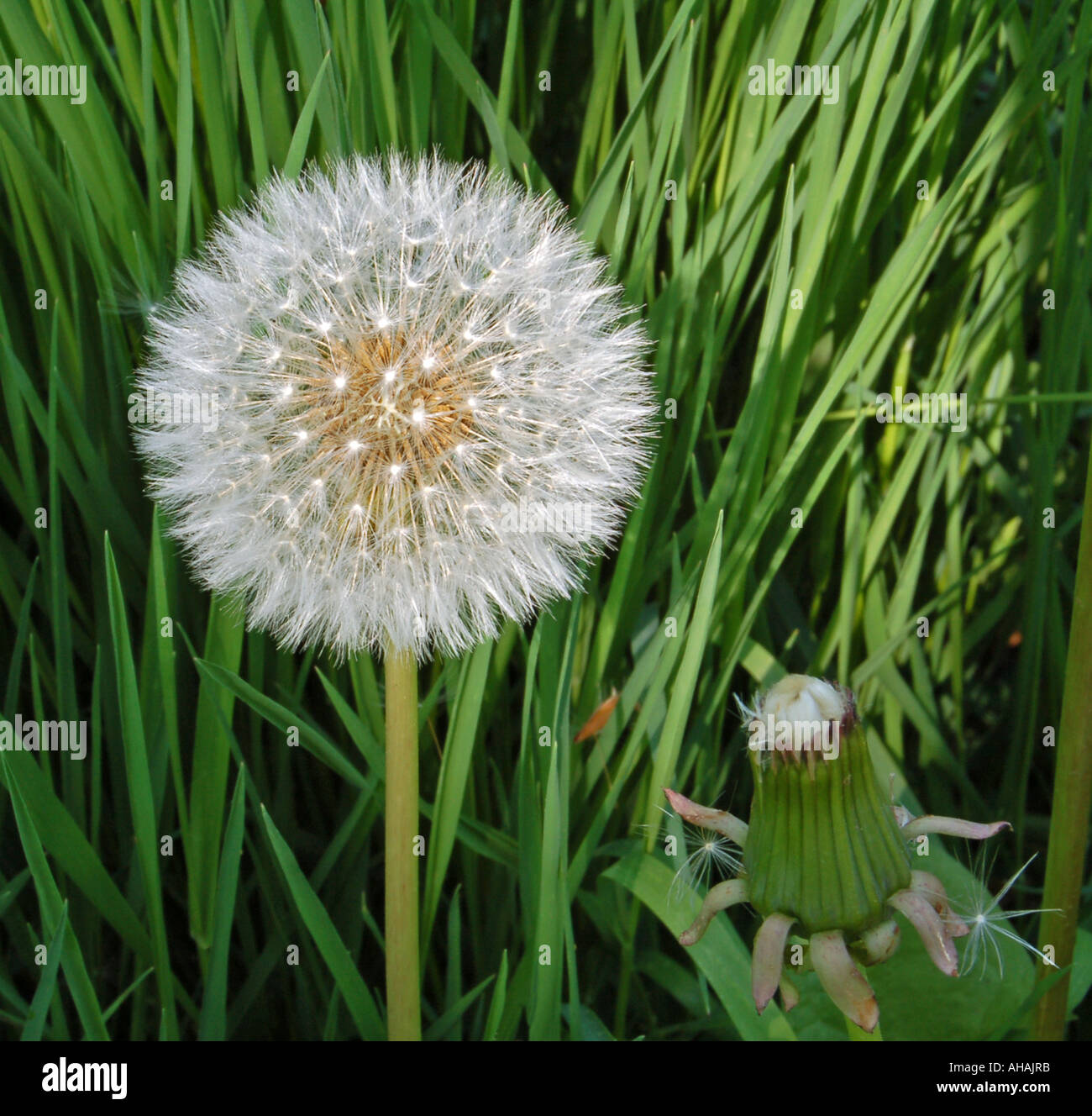 Dandelion taraxacum officinale single dandelion clock hi-res stock ...