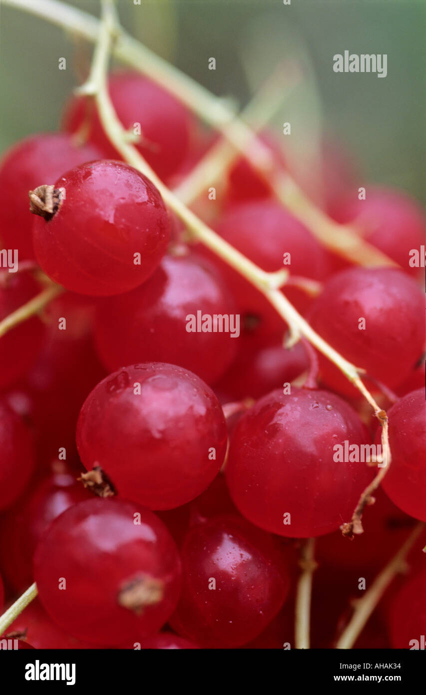 red currents close up Stock Photo - Alamy