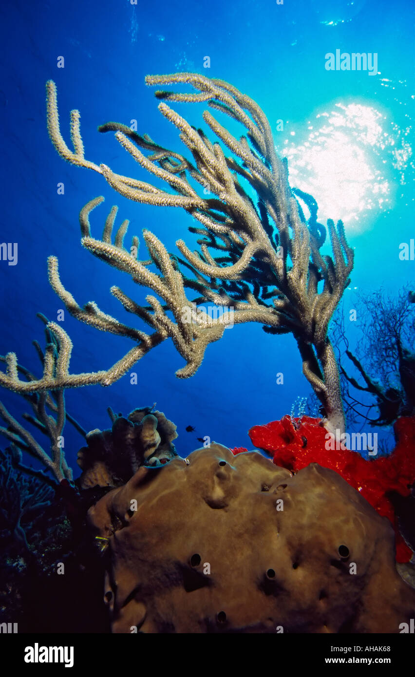 Palancar reef hi-res stock photography and images - Alamy